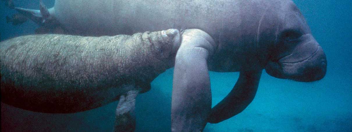 Amazonian Manatee