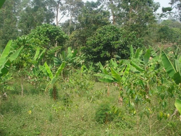 Agroforestry: An increasingly popular solution for a hot, hungry world