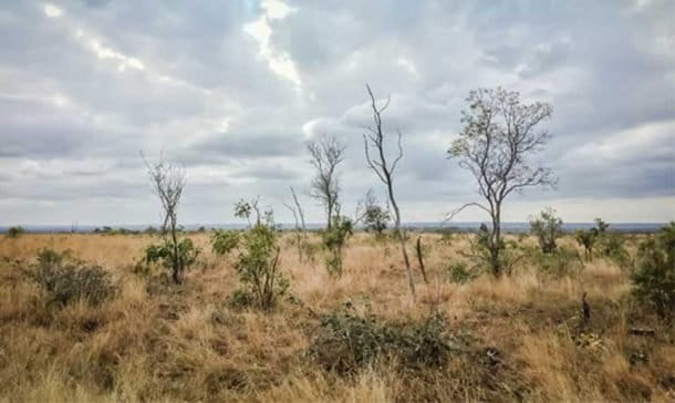 Carbon sequestration role of savanna soils key to climate goals