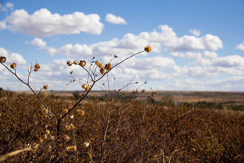 Carbon sequestration role of savanna soils key to climate goals