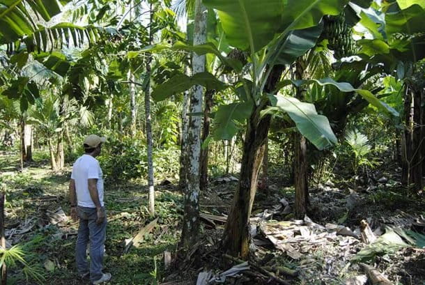 Betting on agroforestry in Brazil's Atlantic Forest