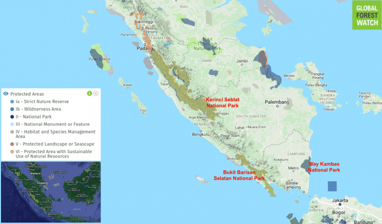 Worst-case scenario: There could be only 30 wild Sumatran rhinos left