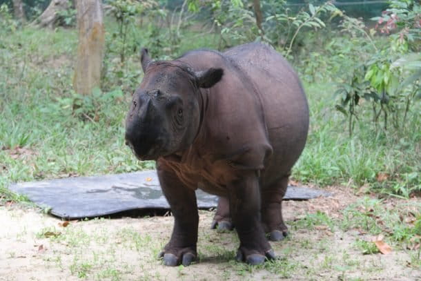 The fate of the Sumatran rhino is in the Indonesian government’s hands