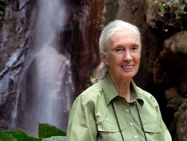 Jane Goodall wins Templeton Prize for work at intersection of science ...