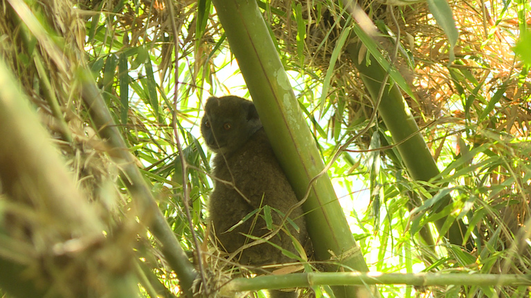Lemur on the menu: most-endangered primates still served in Madagascar