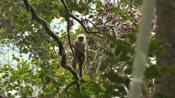 Lemur on the menu: most-endangered primates still served in Madagascar