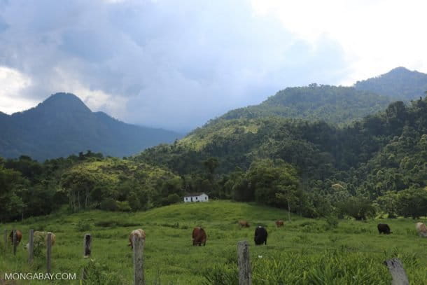 Culture keeps cattle ranching going in the Brazilian Amazon