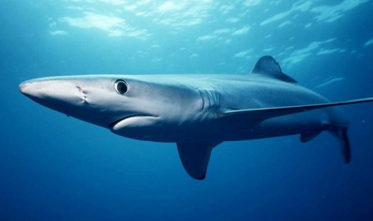 Where one predator meets another: tracking sharks and fishing effort