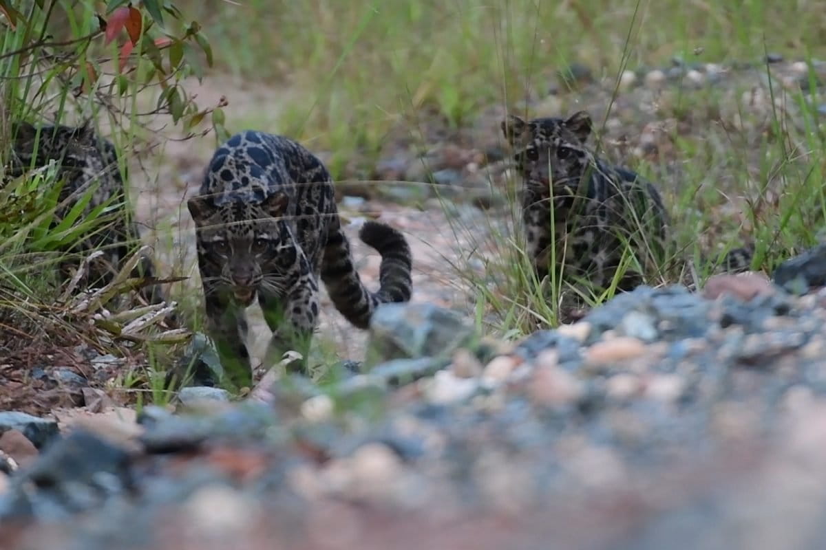 WATCH: Rare sighting of mother Sunda clouded leopard and cubs caught on ...