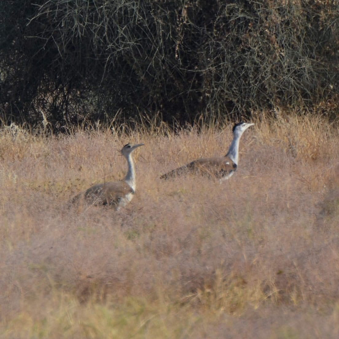 June 2019 - Conservation news