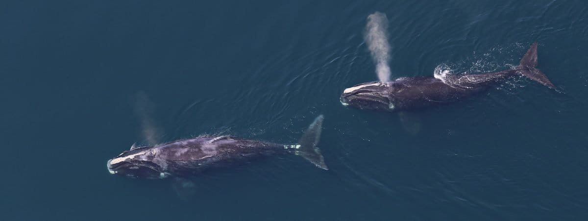 Entanglements hamper reproduction as right whale population slides