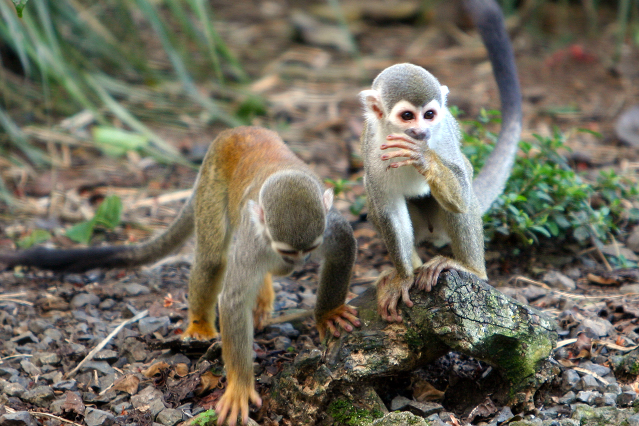 Mammal diversity may increase carbon storage in rainforests