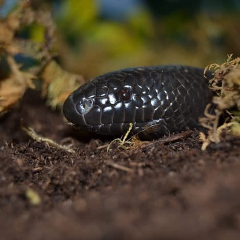 2017 - Page 2 of 43 - Conservation news