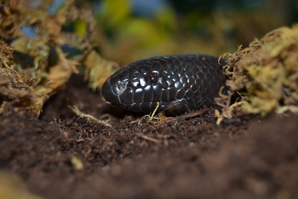 The toughest snake on Earth lives in central Africa and eats baby rodents