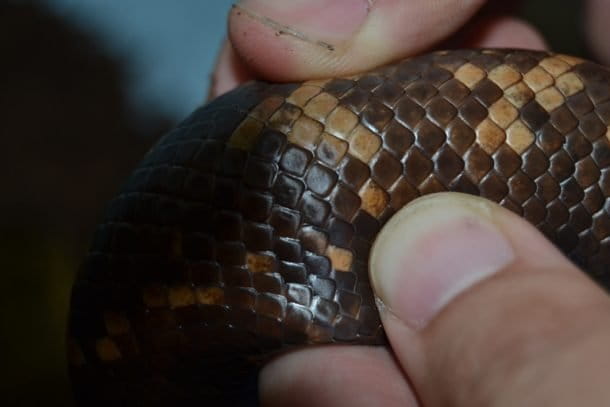 The toughest snake on Earth lives in central Africa and eats baby rodents