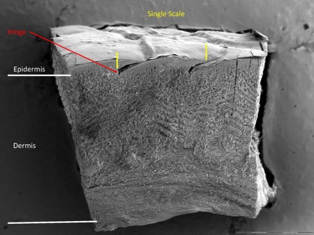 The toughest snake on Earth lives in central Africa and eats baby rodents