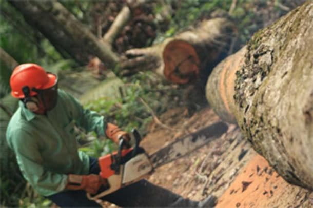 Selective logging reduces biodiversity, disrupts Amazon ecosystems: study