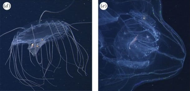 Videos unlock secrets of jellyfish as deep-sea killers