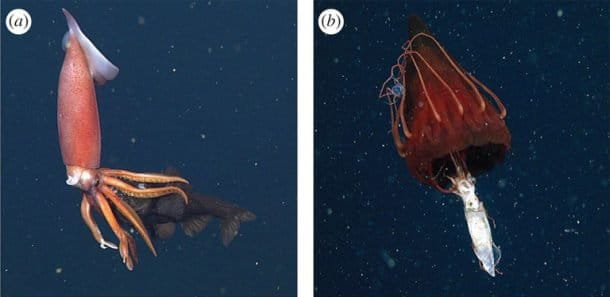 Videos unlock secrets of jellyfish as deep-sea killers