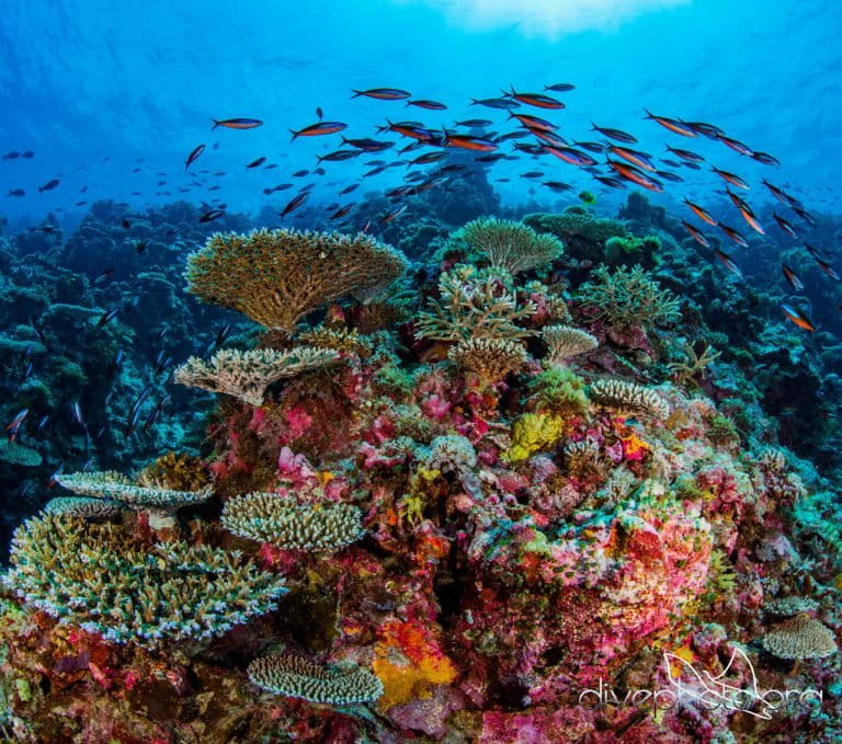 Reefscape: A global reef survey to build better satellites for coral ...