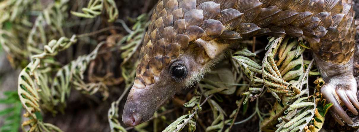 U.S. zoos learn how to keep captive pangolins alive, helping wild ones