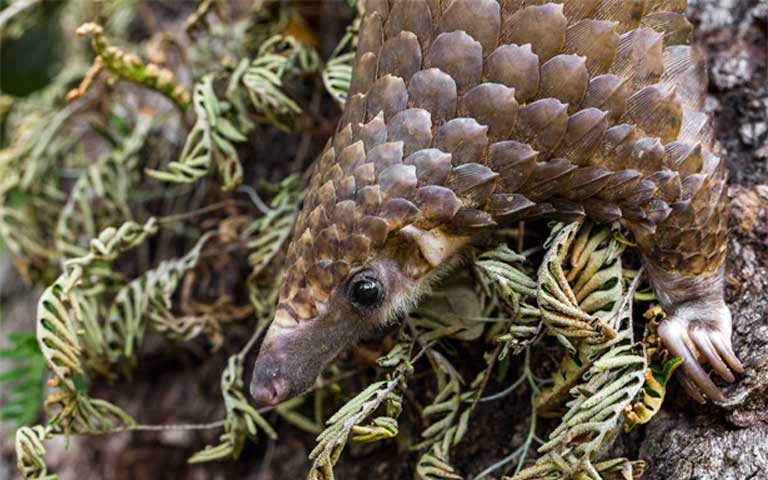 U.S. zoos learn how to keep captive pangolins alive, helping wild ones