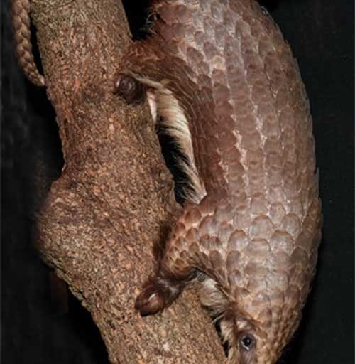 U.S. zoos learn how to keep captive pangolins alive, helping wild ones