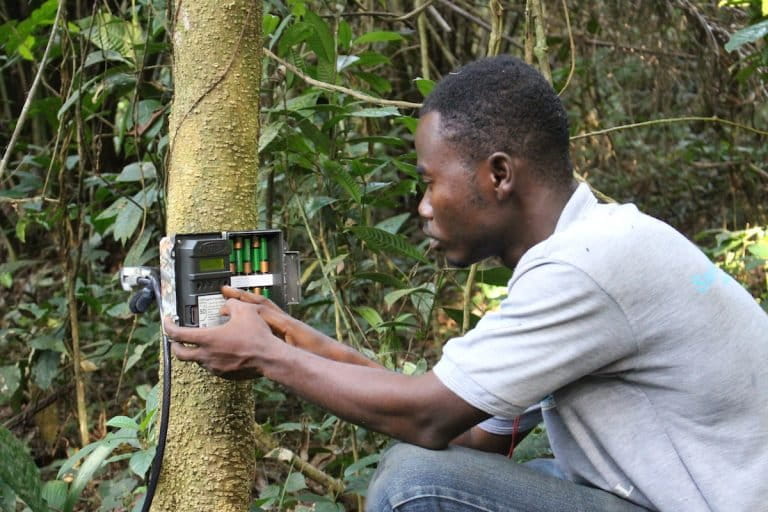 Critically endangered monkeys found in Ghana forest slated for mining