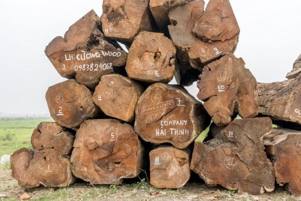 World lost forest ‘the size of Libya’ since 1990, FAO says