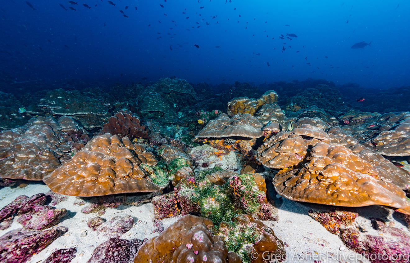 galapagos_reef_DSC4923_1320px