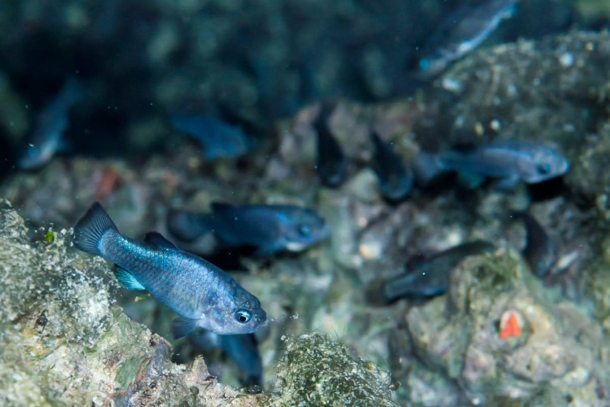 Earthquake triggers spawning in world’s rarest fish a few thousand ...
