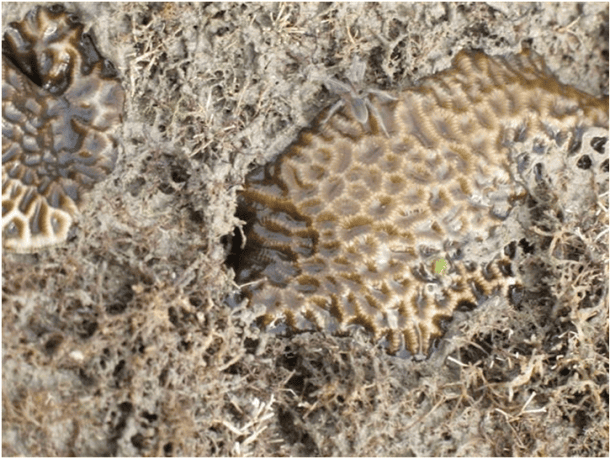 Webs under water: The really bizarre lives of intertidal spiders