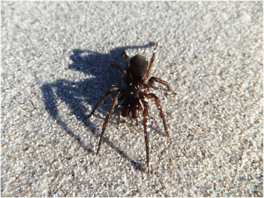 Webs under water: The really bizarre lives of intertidal spiders