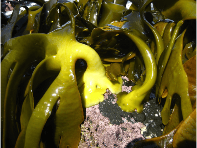 Webs under water: The really bizarre lives of intertidal spiders