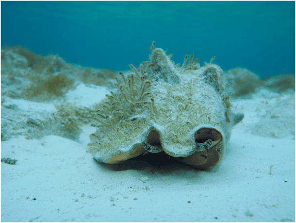 Queen conch dying out in the Bahamas despite marine parks