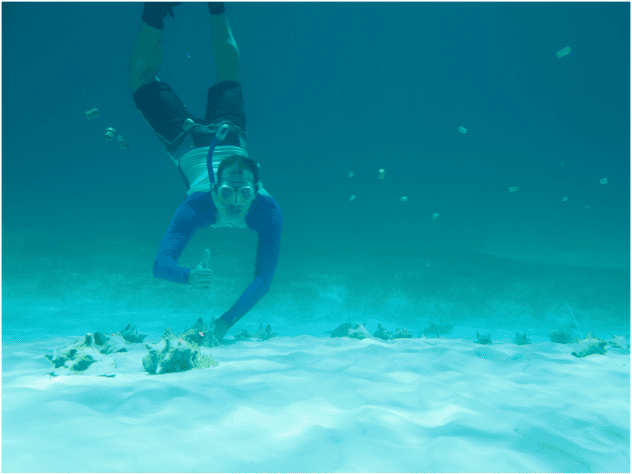 Queen conch dying out in the Bahamas despite marine parks