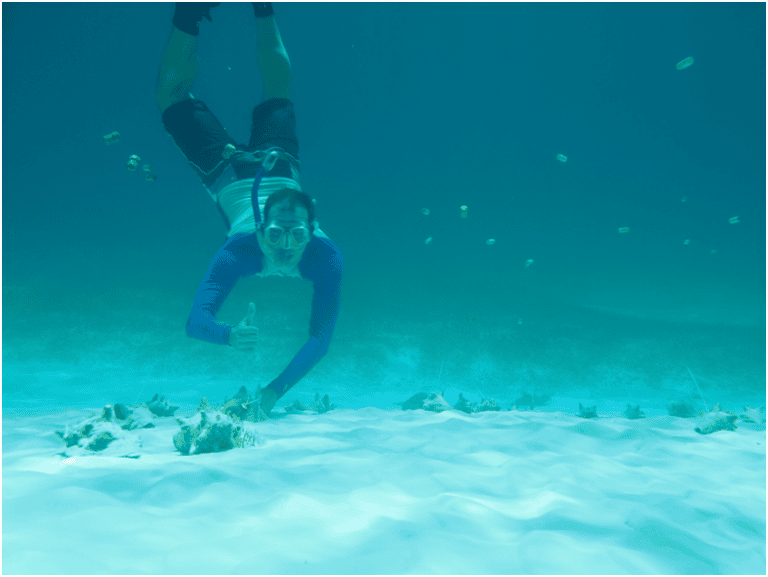 Queen conch dying out in the Bahamas despite marine parks