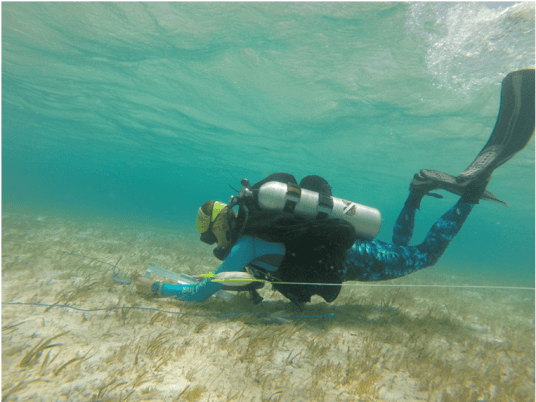 Queen conch dying out in the Bahamas despite marine parks