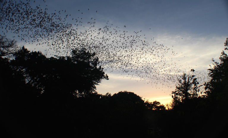 New study: Radar reveals bats are a bellwether of climate change