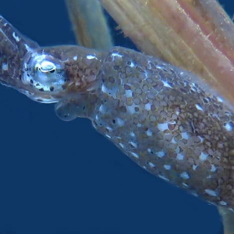 Conservation news on Squid