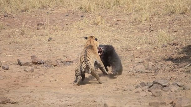 Epic battle between tiger and sloth bear caught on film