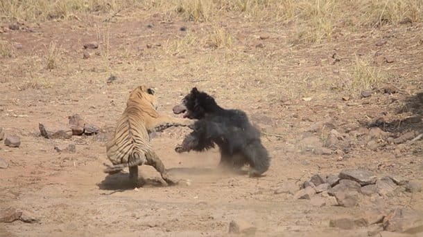 Epic battle between tiger and sloth bear caught on film