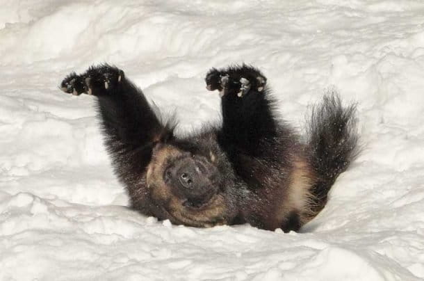 Let's give the wary wolverine some space (commentary)