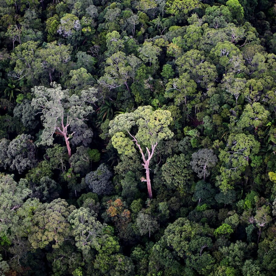 Conservation news on Afforestation