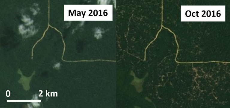 Oil palm, rubber could trigger 'storm' of deforestation in the Congo Basin