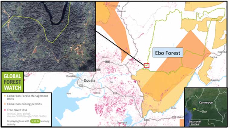 Oil palm, rubber could trigger 'storm' of deforestation in the Congo Basin