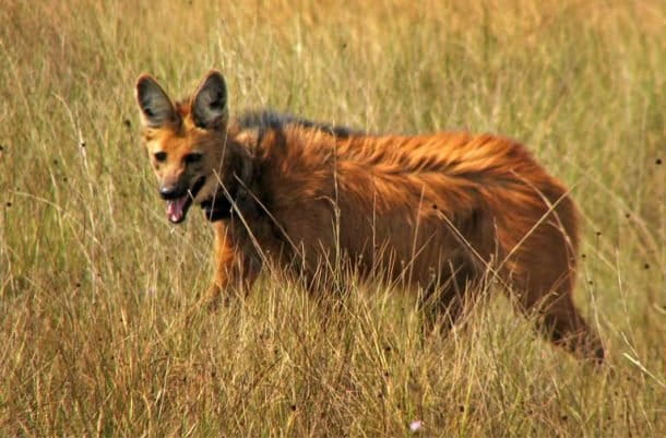 Cerrado: appreciation grows for Brazil's savannah, even as it vanishes