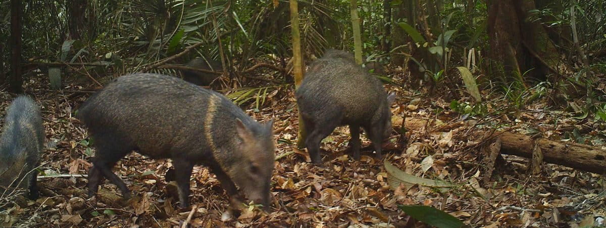 Camera traps nab crop-raiding animals near farms in the Amazon