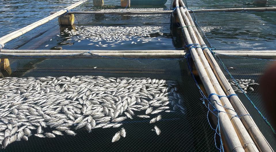 In Bali fish die-offs, researchers spot a human hand