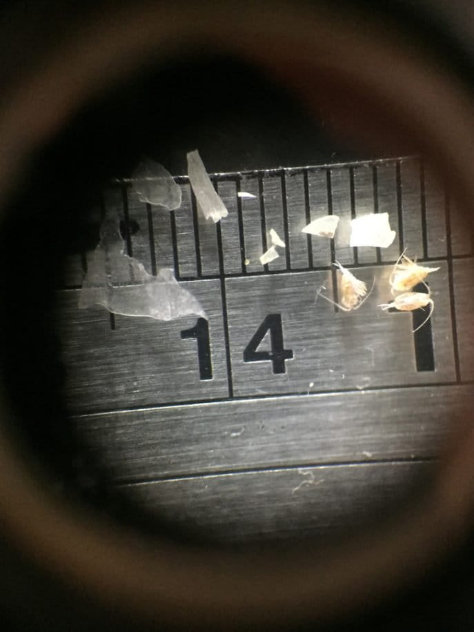 Microplastic pollution in world’s oceans poses major threat to filter ...